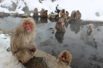 Snow Monkey Facts: Lesson for Kids | Study.com
