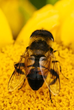 Batesian Mimicry | Definition, Evolution & Examples - Lesson | Study.com