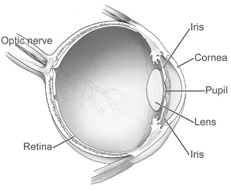 Eye Lens | Definition & Function - Lesson | Study.com