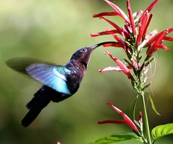 Evolution Types & Patterns | What Are the Patterns of Evolution ...