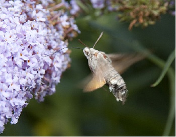 Hummingbird Moth Facts: Lesson for Kids | Study.com