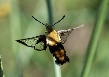 Hummingbird Moth Facts: Lesson for Kids | Study.com