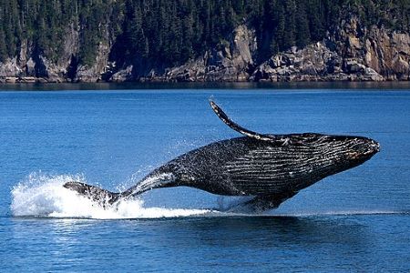 Whale Evolution Overview, Fossils & Timeline | Study.com