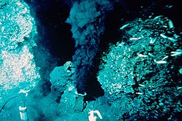 Ocean Producers & Consumers | Overview & Examples - Lesson | Study.com