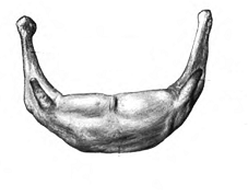 The Skeletal System Lesson for Kids: Facts & Functions | Study.com