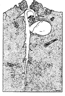 Epicotyl & Hypocotyl Definition & Function - Lesson | Study.com