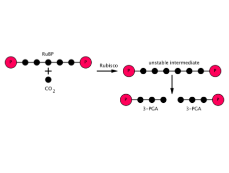 Hypothesizing New Roles for the Carbon Backbone Created through ...