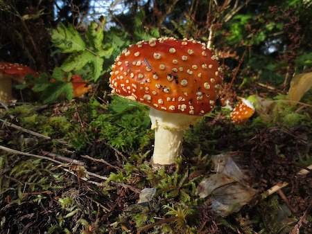 Evolution of Fungi & Plants | Overview & Similarities - Lesson | Study.com