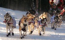 Iditarod Lesson for Kids | Study.com