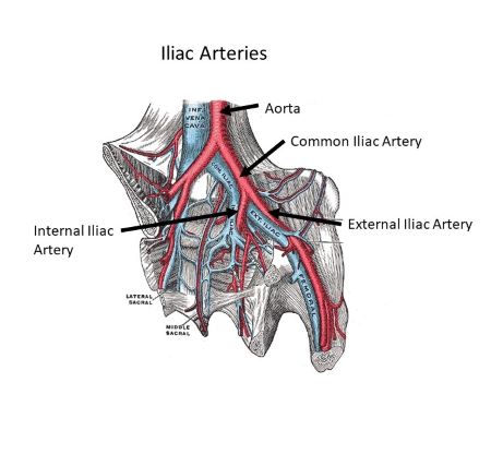 Pelvic Vascular Anatomy