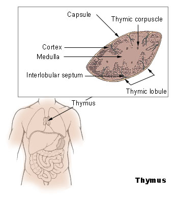 T Cells | Definition, Types & Function - Lesson | Study.com