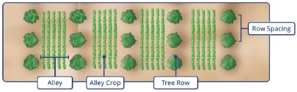 Forestry Definition, Types & Programs - Lesson | Study.com