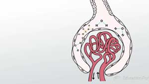 Excretory System - Lesson | Study.com