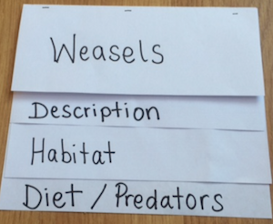 Weasel Lesson Plan | Study.com