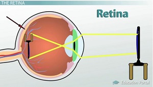 Back of the Eye & Retinal Receptors | Rods, Cones & Anatomy - Lesson ...