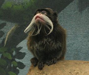 Emperor Tamarin Monkey | Overview & Social Structure | Study.com