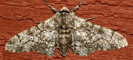 Peppered Moth Simulation | Overview & Survival from Predators | Study.com