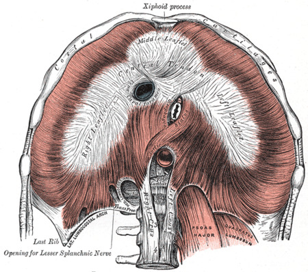 Diaphragm Definition, Function & Openings - Lesson | Study.com