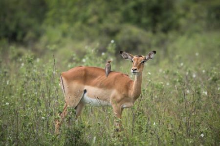 Savanna Ecosystem Food Web | Producers, Consumers & Decomposers ...