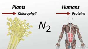 Nitrogen Fixation Definition, Cycle & Importance - Lesson | Study.com
