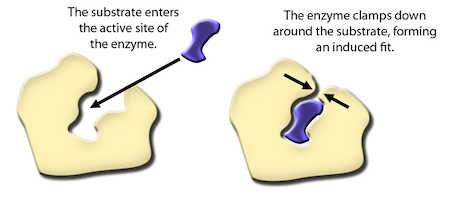 Enzyme Action | Mechanisms, Models & Example - Lesson | Study.com