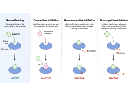 Categorizing the Structure & Function of Enzyme Components Practice ...