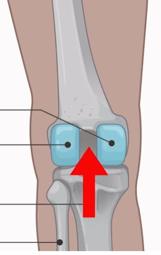 Intercondylar Fossa of the Femur | Function & Diagram - Lesson | Study.com