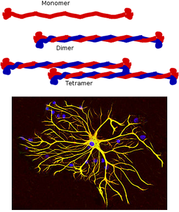 Parts of the Cytoskeleton | Study.com