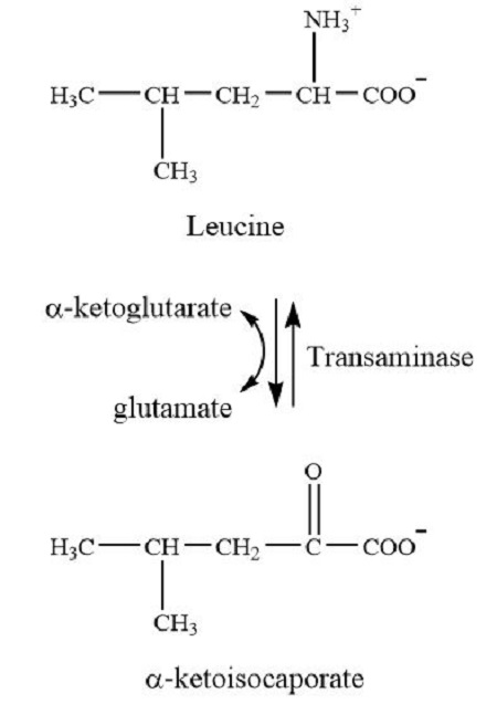 What alpha-keto acid is formed on transamination of leucine? | Study.com