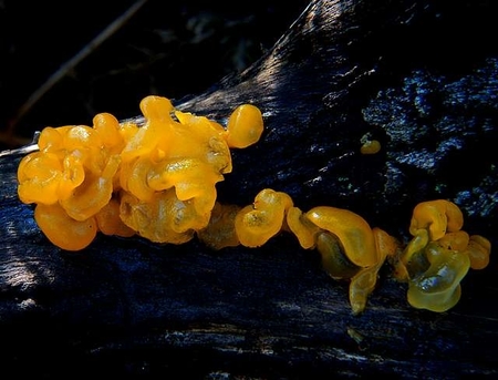 Phylum Basidiomycota | Characteristics, Examples & Life Cycle - Lesson ...