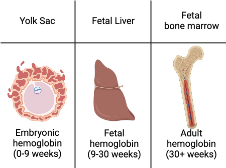 Interpreting a Graph of Hemoglobin & Oxygen Absorption in Different ...