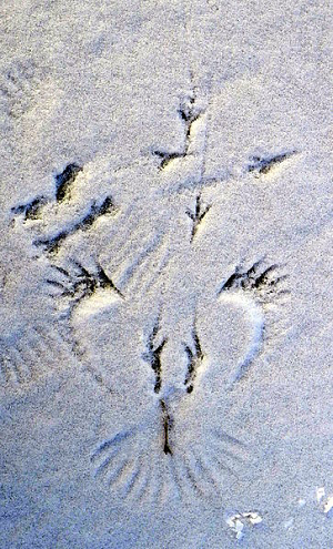 Jurassic Park First Iteration Summary | Study.com