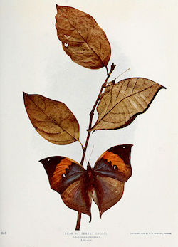 Butterfly Adaptations: Lesson for Kids | Study.com