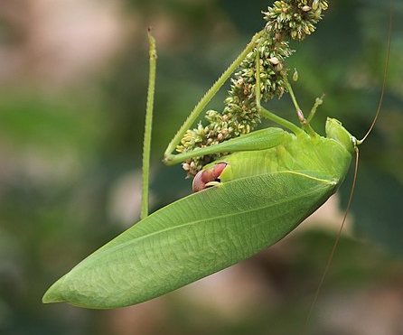 Mimicry in Animals | Definition, Types & Examples - Lesson | Study.com