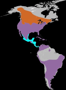 American Kestrel Bird | Habitat, Diet & Characteristics | Study.com
