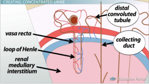 The Role of Kidneys in Maintaining Water Balance in the Body - Lesson ...