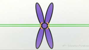 Mitotic Spindle | Definition, Formation & Function - Lesson | Study.com