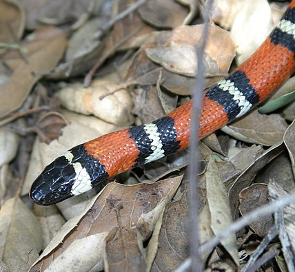 Mimicry in Animals | Definition, Types & Examples - Lesson | Study.com