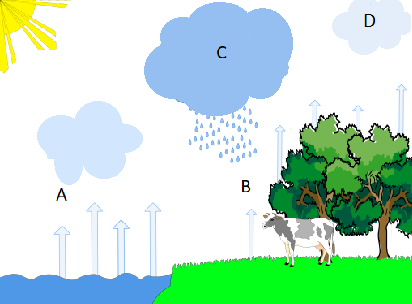 Organizing into Steps the Flow of Water through an Ecosystem Practice ...