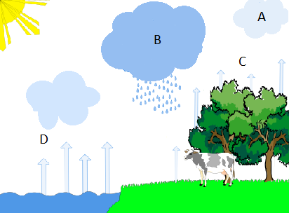 Organizing into Steps the Flow of Water through an Ecosystem Practice ...