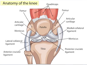 Intercondylar Fossa of the Femur | Function & Diagram - Lesson | Study.com