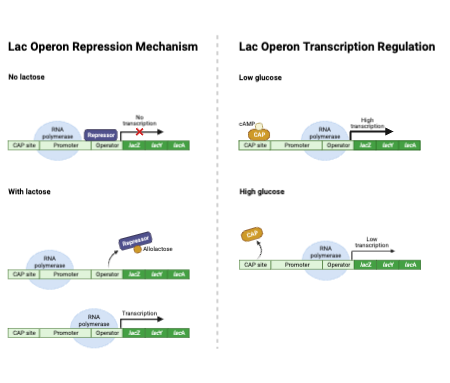 Analyzing a Model to Describe the Steps of Transcription Practice ...