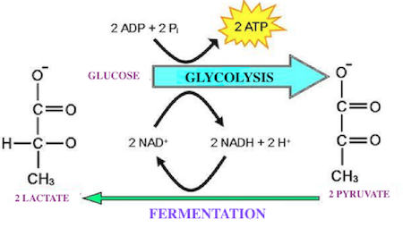 Aerotolerant Anaerobes | Definition, Features & Examples - Lesson ...