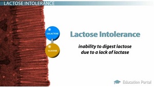 Lactose | Structure, Intolerance & Molecule - Lesson | Study.com