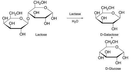 What is the structural formula for the hydrolysis of lactose? | Study.com