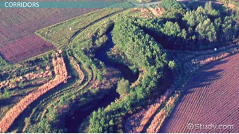 Landscape Structure & Biodiversity: Fragmentation, Edges & Corridors ...