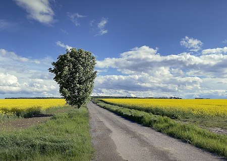 Composition in Photography | Definition, Elements & Examples - Lesson ...