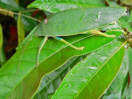 Camouflage & Mimicry in Insects | Definition & Examples - Lesson ...