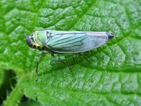 True Bugs | Characteristics, Types & Facts | Study.com