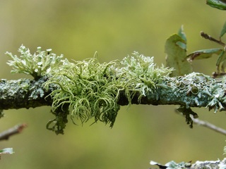 Indicator Species | Definition & Examples - Lesson | Study.com